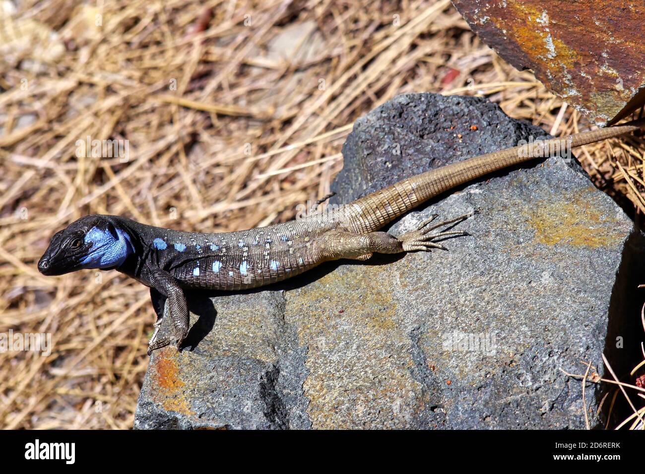 La Palma Lizard, Sizeable lizard, Wall lizard, Gallotia galloti palmae ...