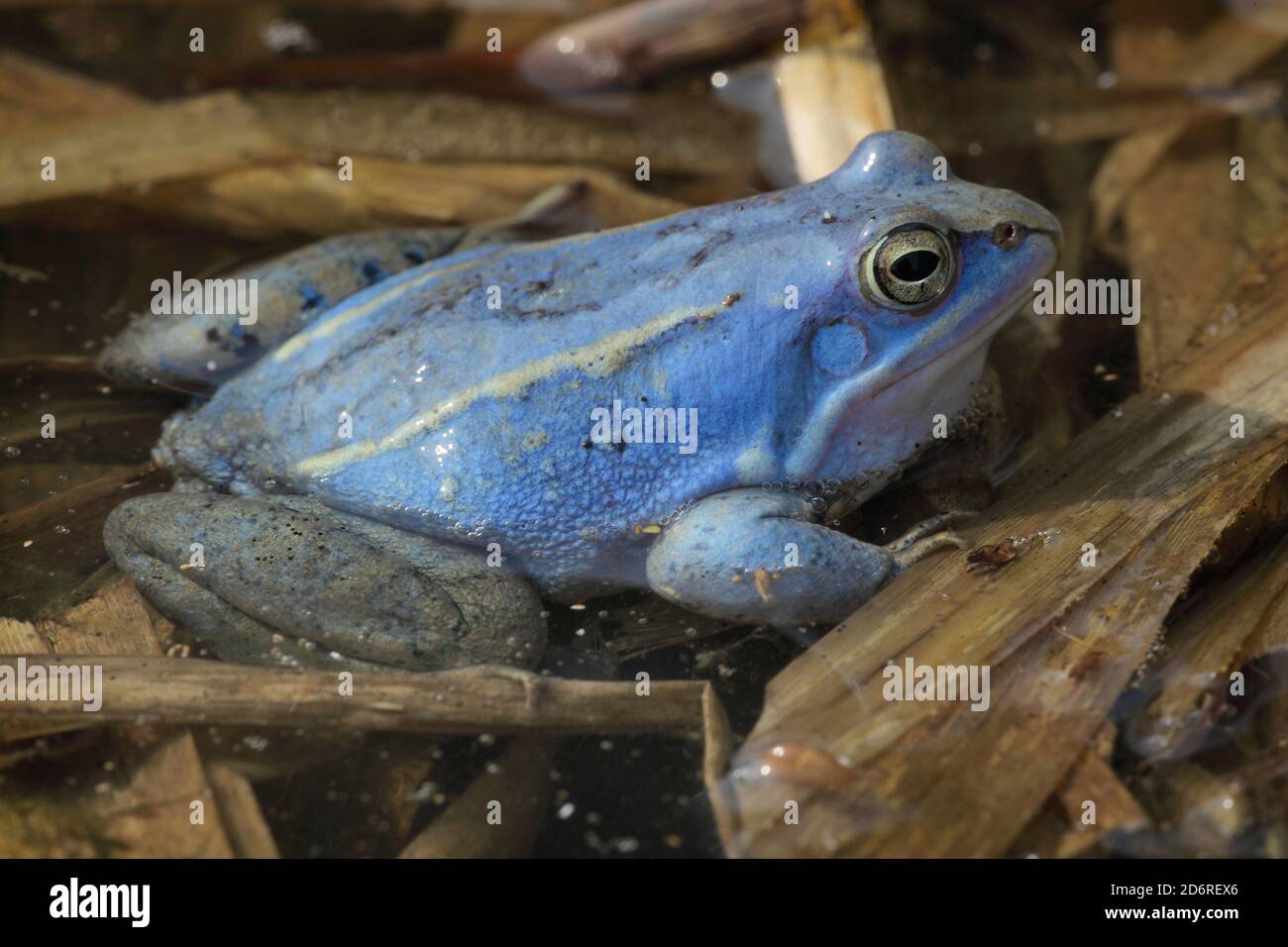 moor frog (Rana arvalis), male with nuptial colouration, Germany Stock ...