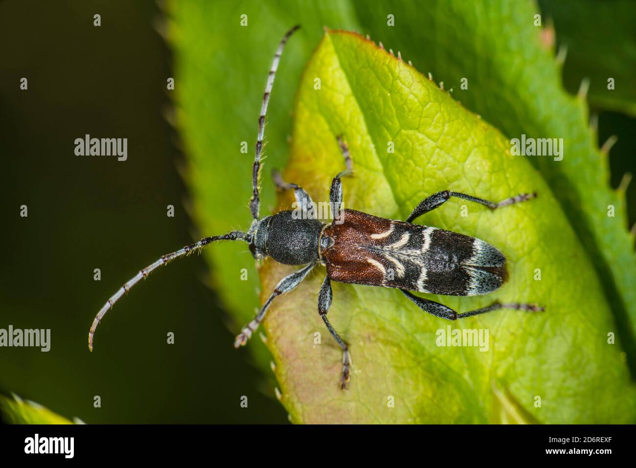 Long horned beetle anaglyptus hi-res stock photography and images - Alamy