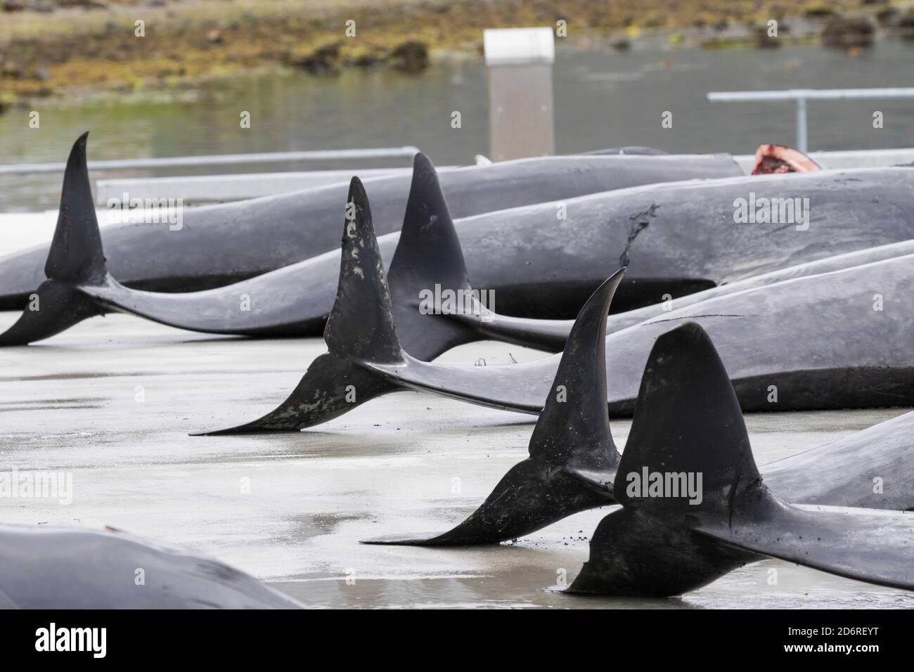 Whaling ( Grindadrap ) Long Finned Pilot Whale (globicephala melas) on ...