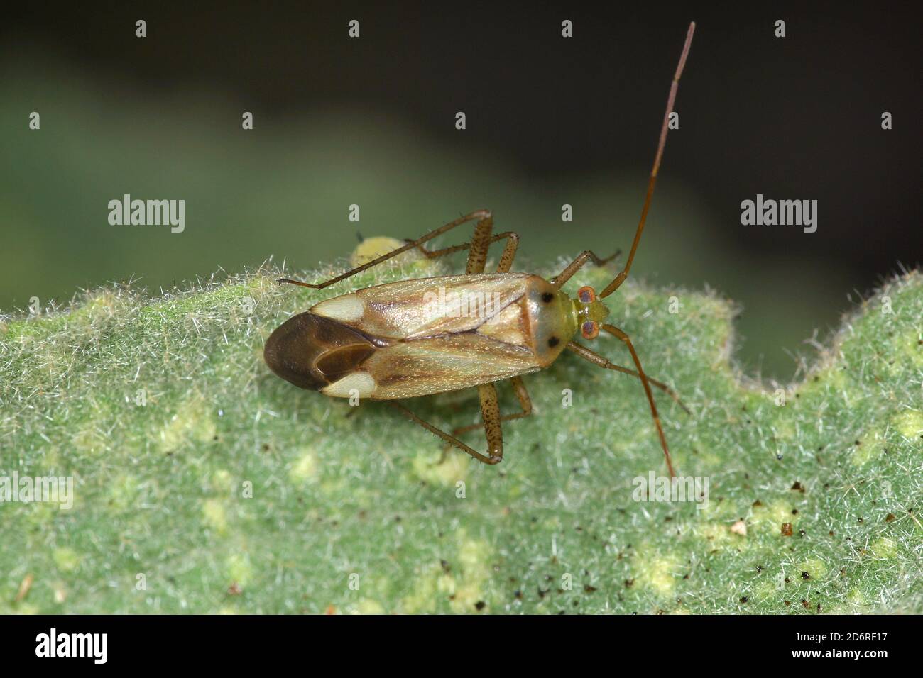Lucerne bug, Alfalfa plant bug (Adelphocoris lineolatus), sits on a ...