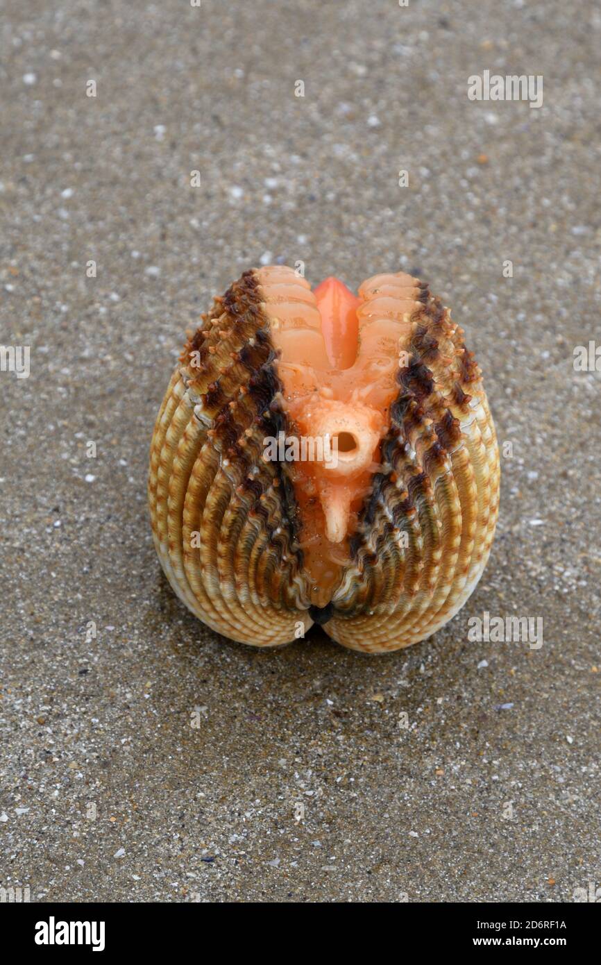common cockle, common European cockle, edible cockle (Cardium edule ...