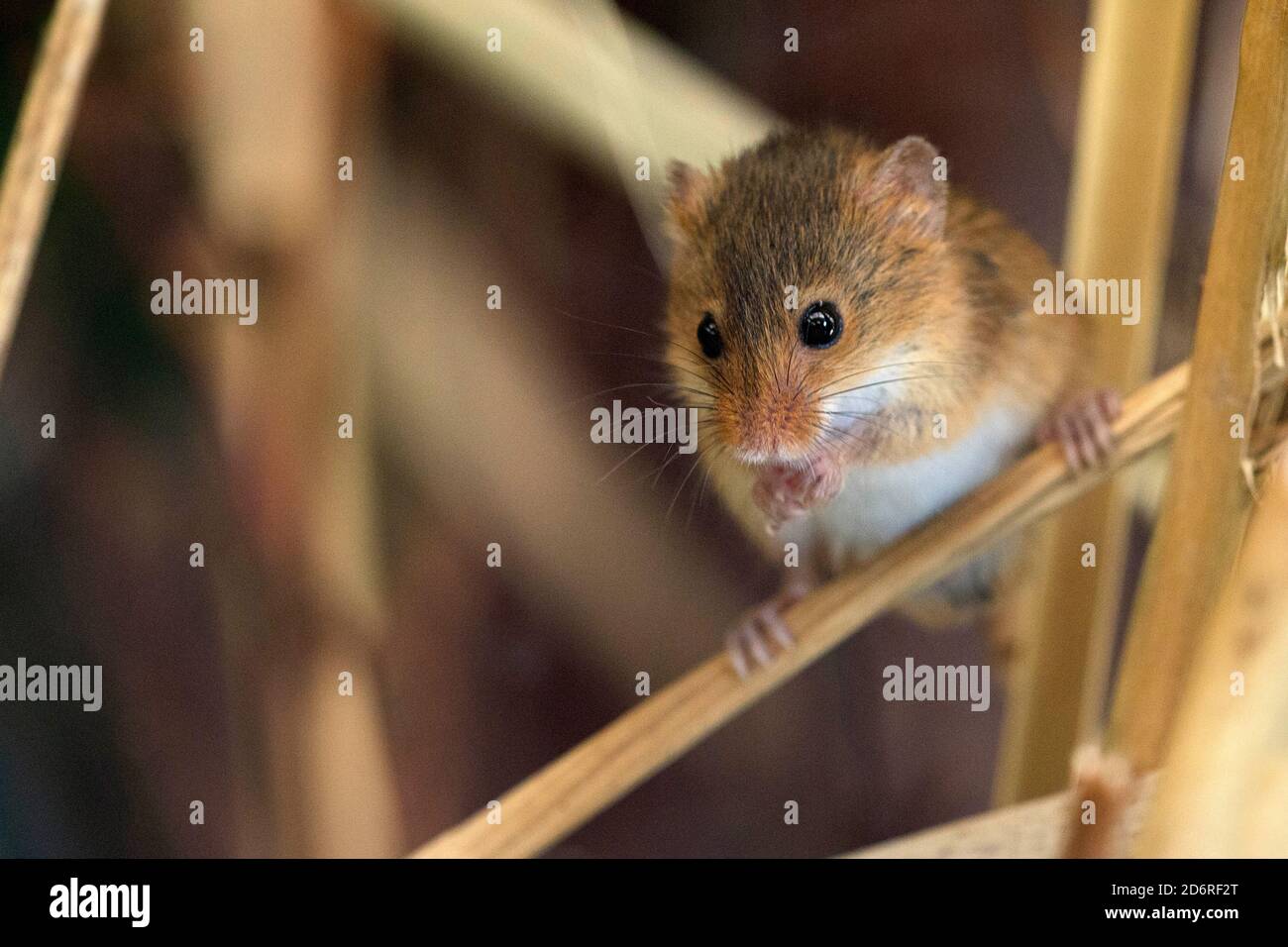Mouse front view hi-res stock photography and images - Alamy