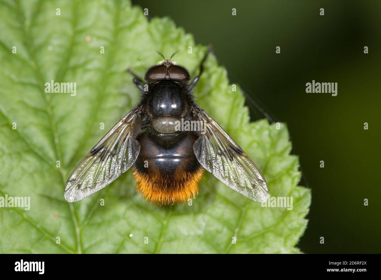 Bumblebee mimic hoverfly (Volucella bombylans), sitting on a leaf ...