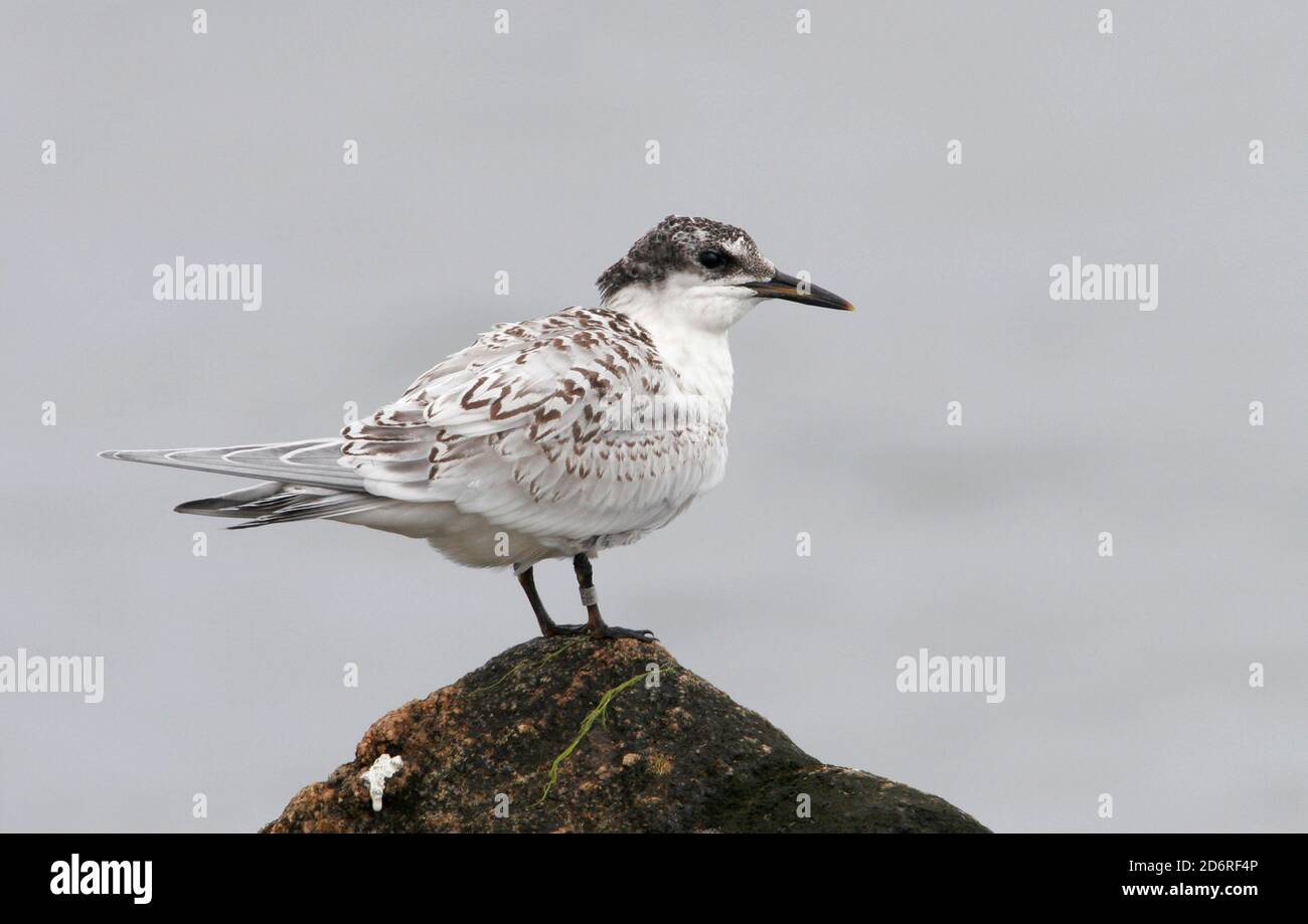 sandwich tern (Sterna sandvicensis, Thalasseus sandvicensis), Juvenile ...