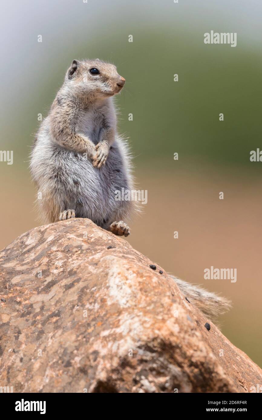 barbary ground squirrel, North African ground squirrel (Atlantoxerus ...