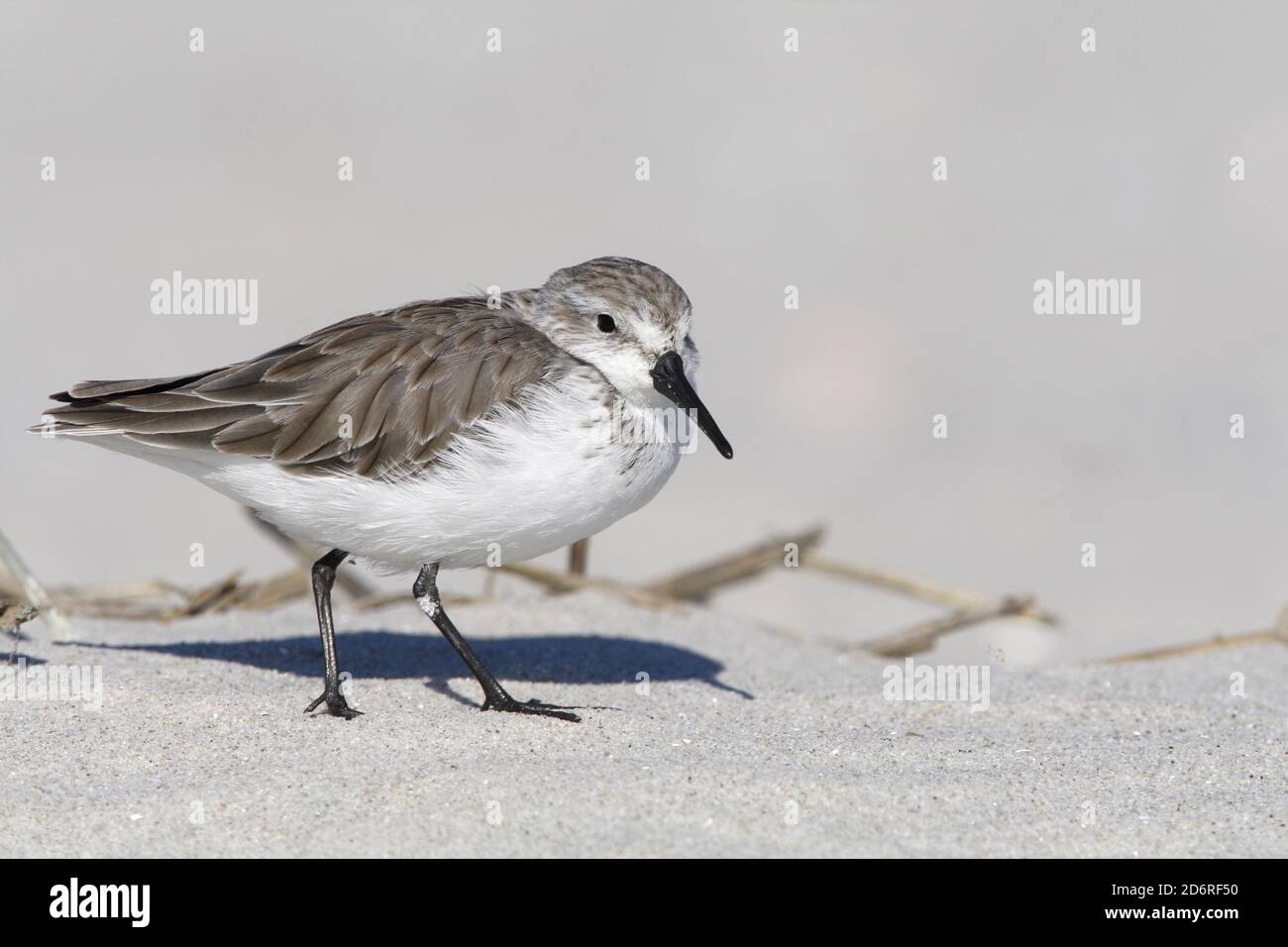 western sandpiper (Calidris mauri), adult in winter plumage resting at ...
