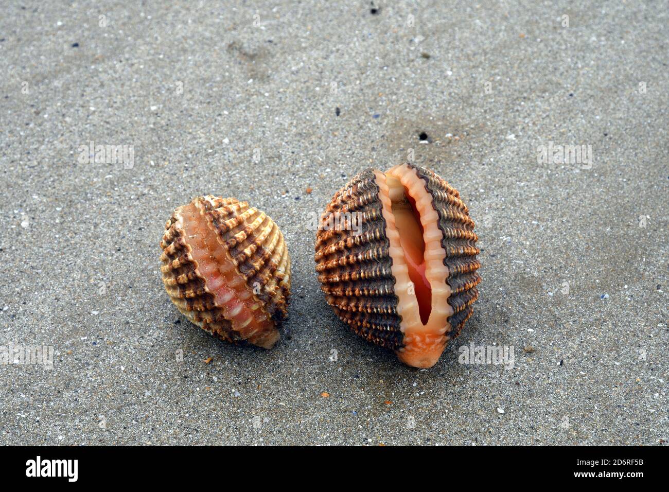 Common cockle cerastoderma edule cardium hi-res stock photography and ...