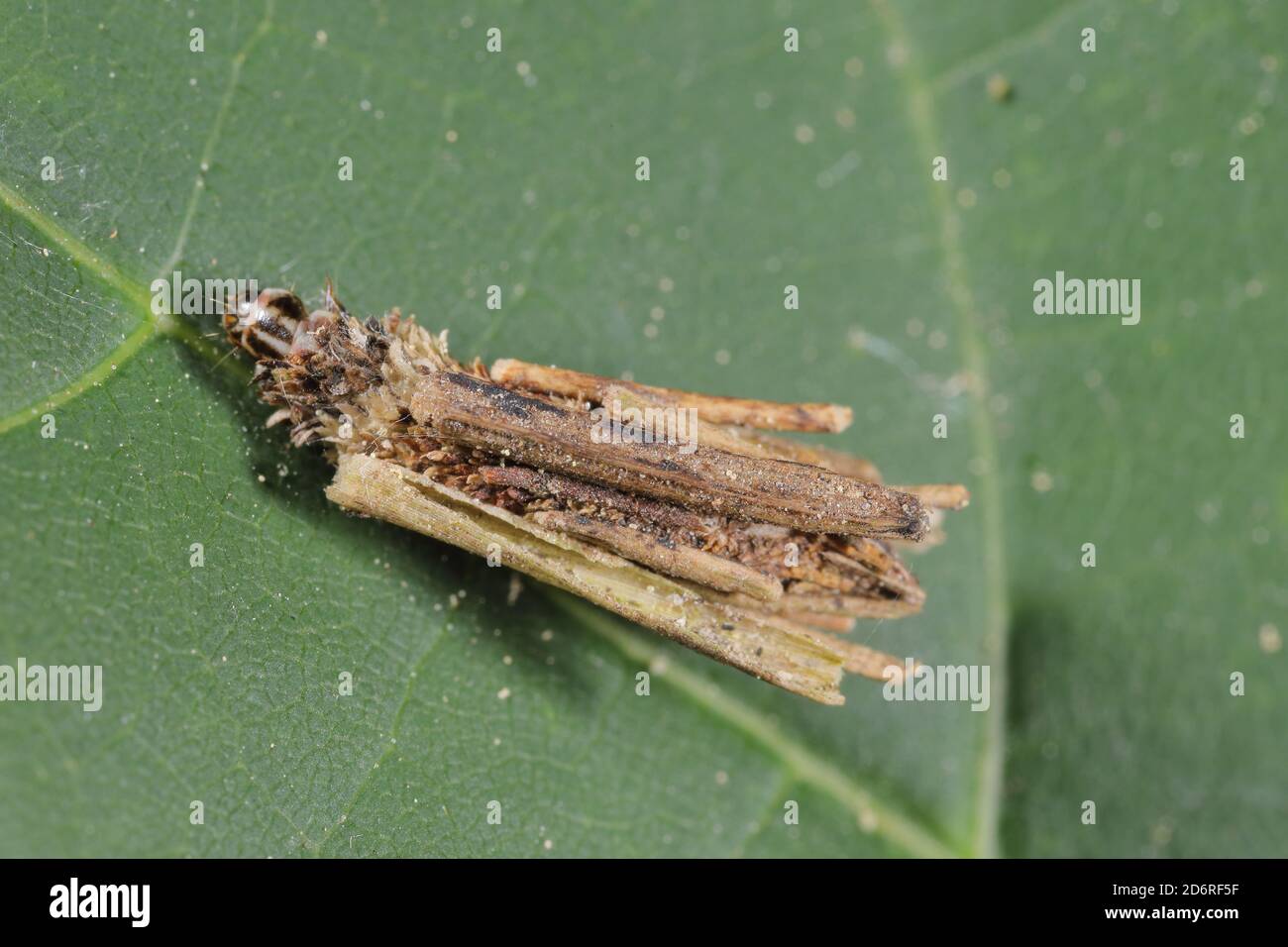 Bagworms hi-res stock photography and images - Alamy