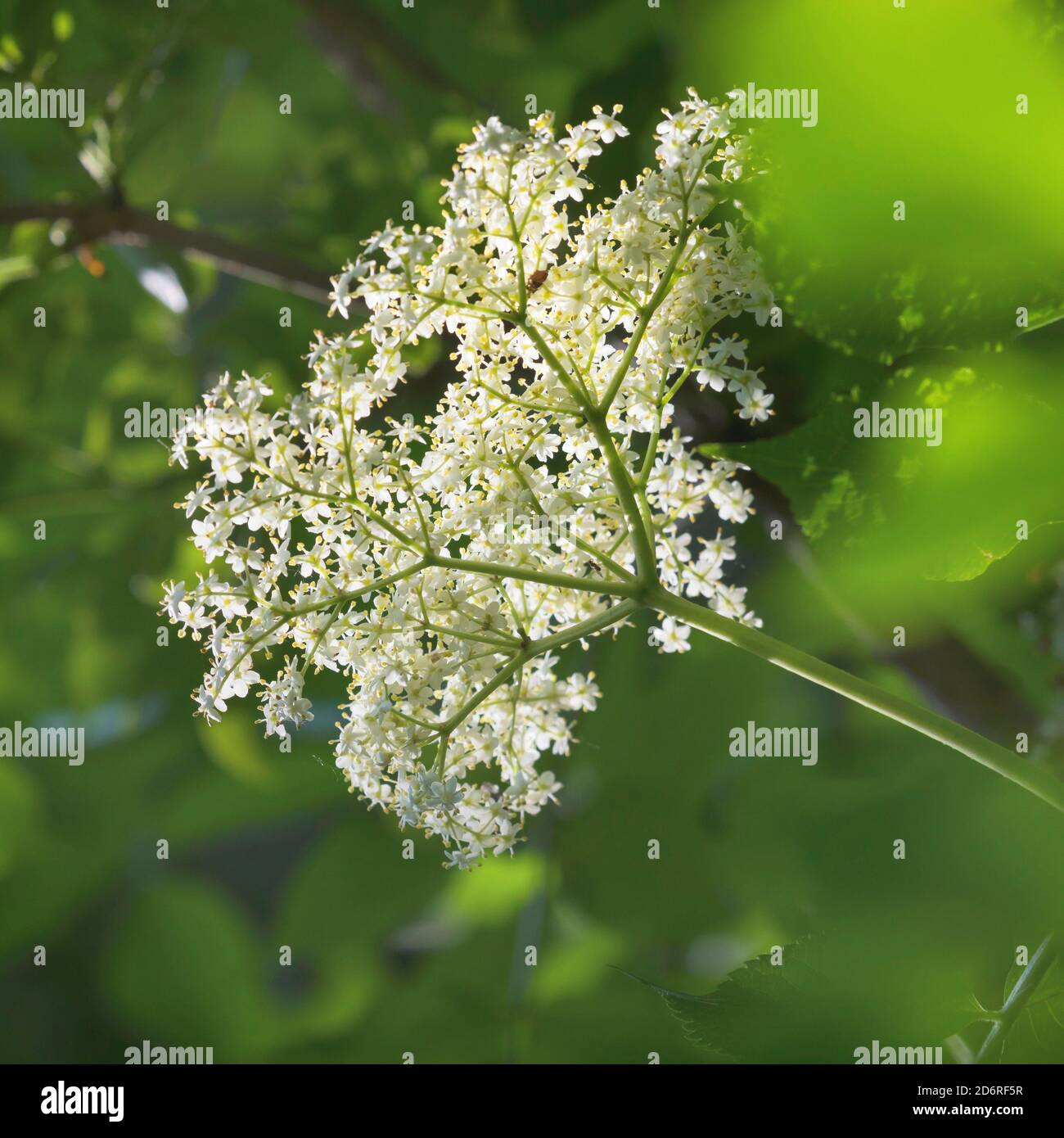 European black elder, Elderberry, Common elder (Sambucus nigra ...