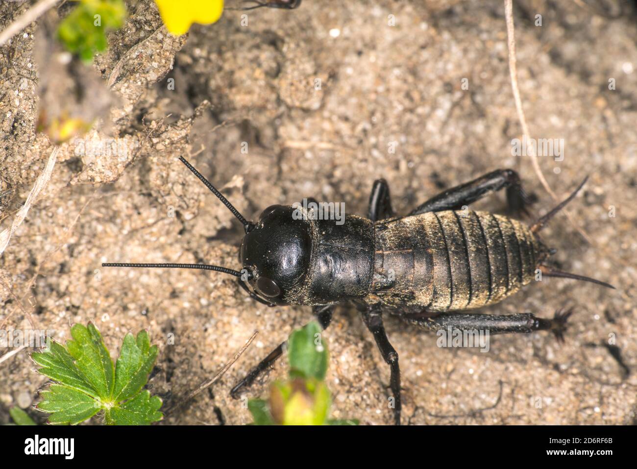 field cricket (Gryllus campestris), on the ground, Germany Stock Photo ...