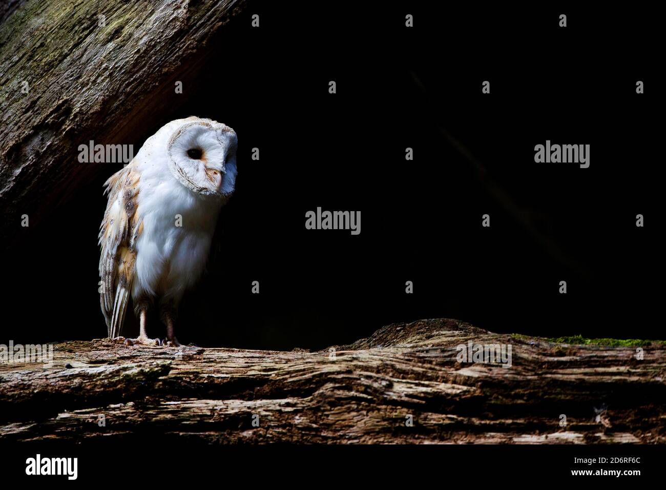 Owl on dead tree trunk hi-res stock photography and images - Alamy