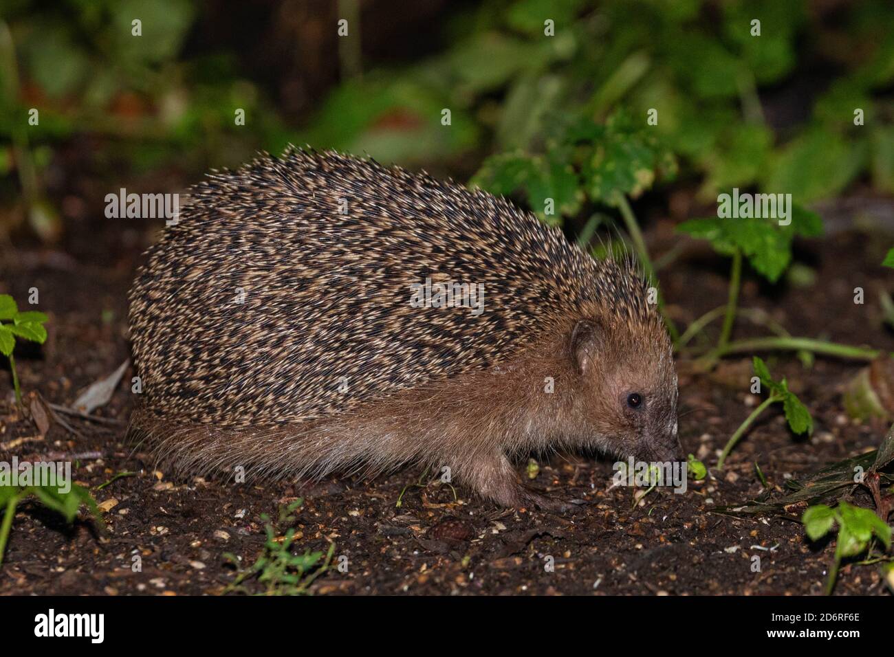 Western hedgehog, European hedgehog (Erinaceus europaeus), foraging in ...