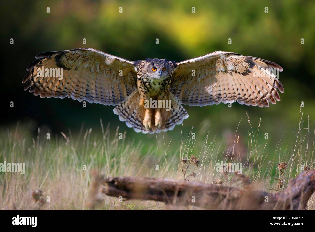 northern eagle owl (Bubo bubo), in landing approach on a dead branch ...