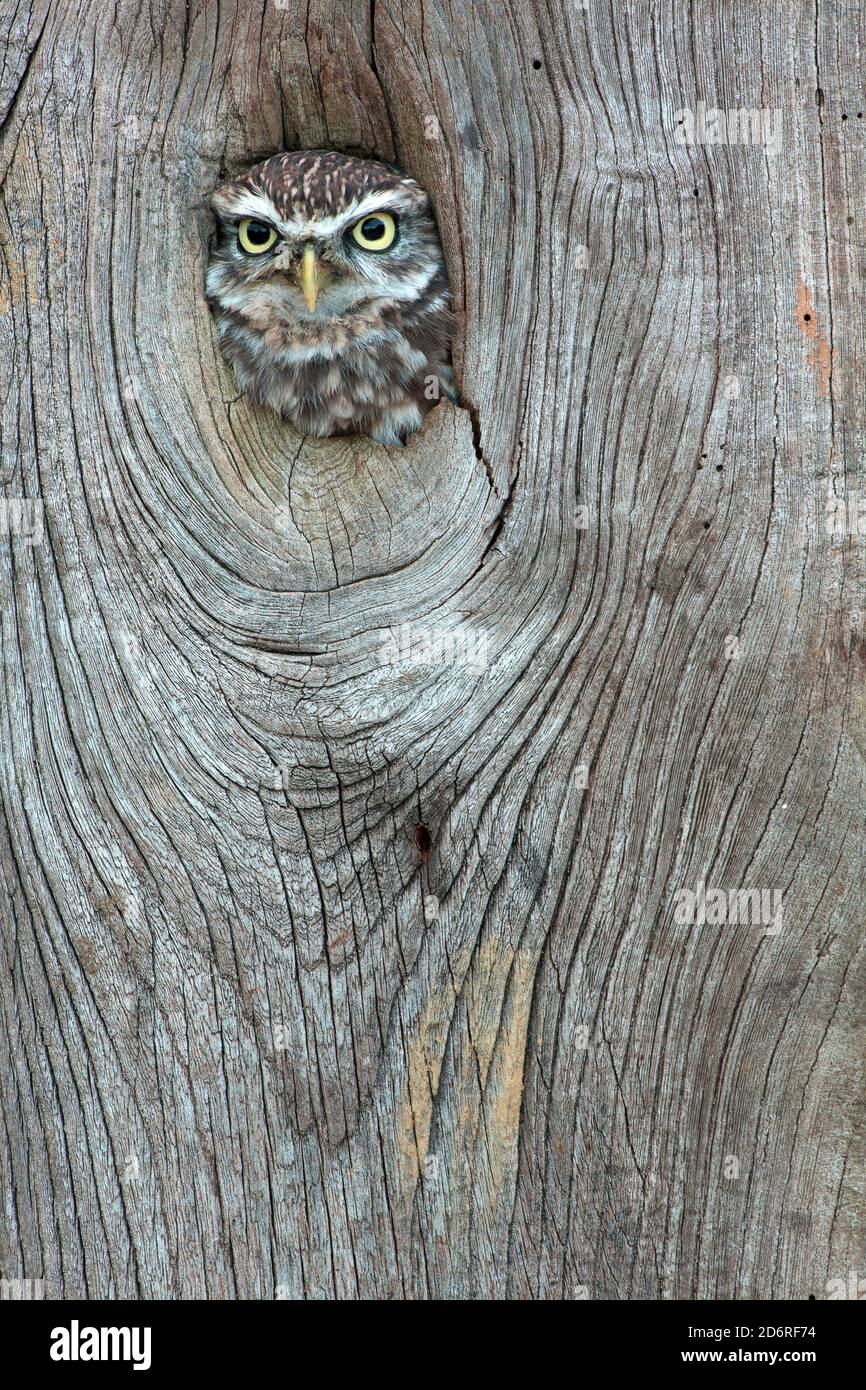 Owl Tree Hole High Resolution Stock Photography and Images - Alamy