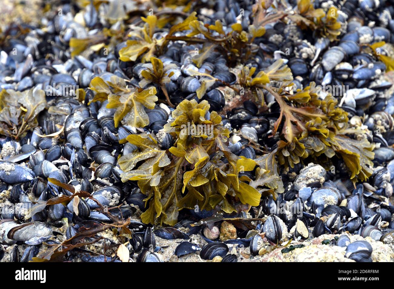 blue mussel, bay mussel, common mussel, common blue mussel (Mytilus ...