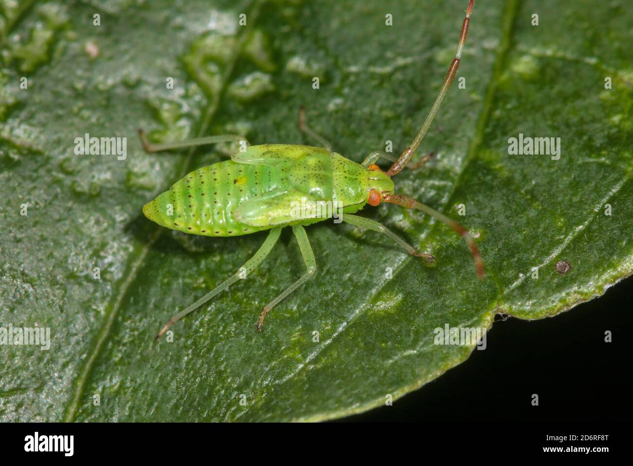 Lucerne bug, Alfalfa plant bug (Adelphocoris lineolatus), larva ...
