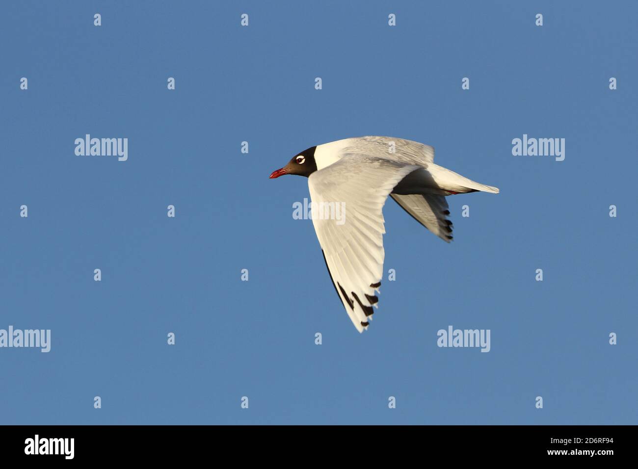 relict gull (Ichthyaetus relictus, Larus relictus), in flight, Mongolia ...