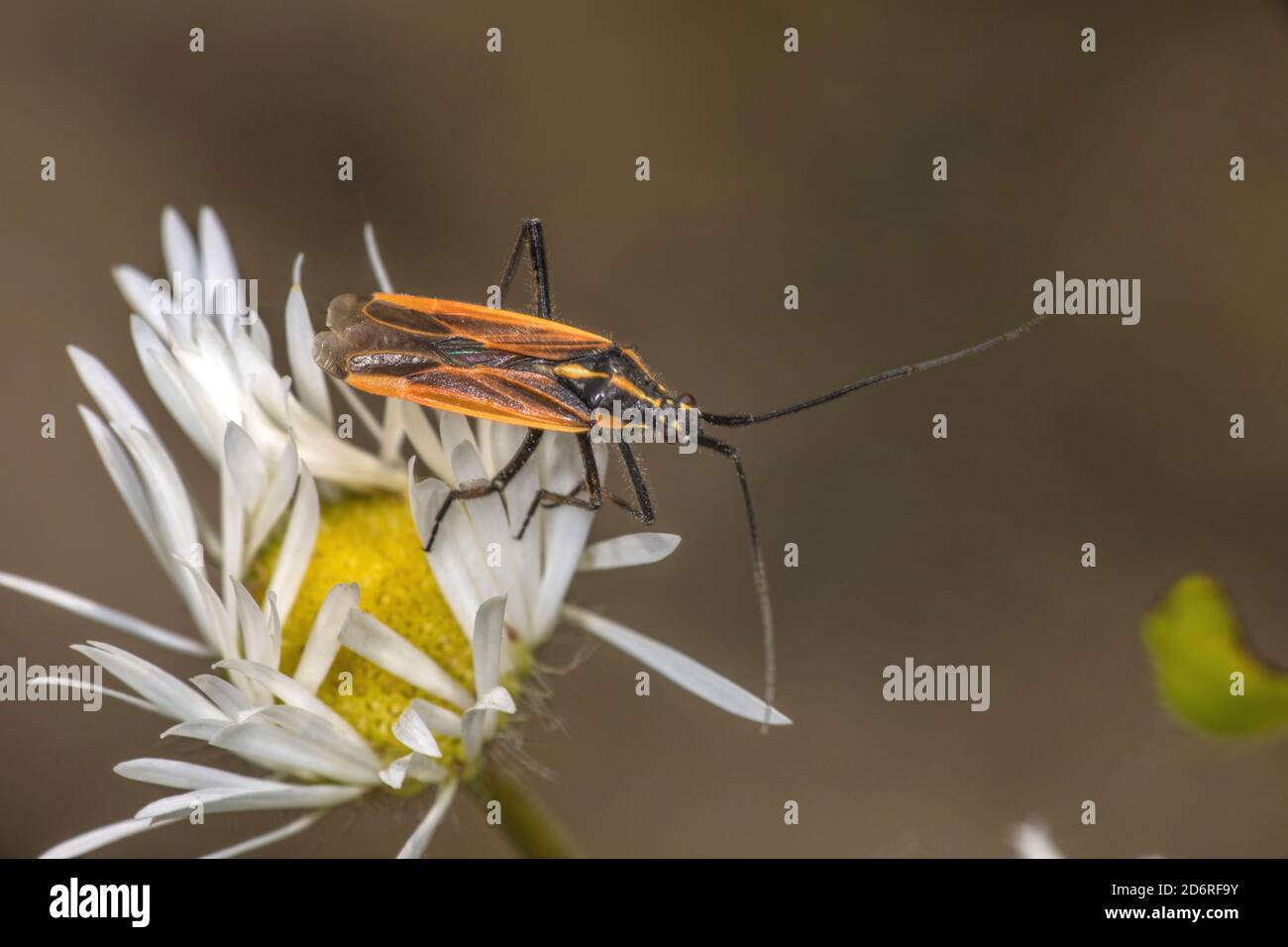 Twospotted grass bug, Two-spotted grass bug, 2-spotted grass bug ...