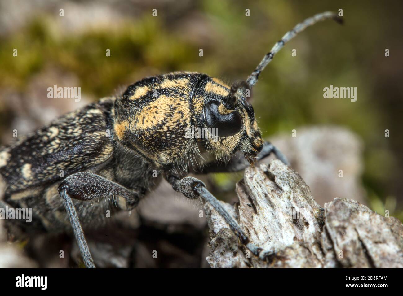 Aspen zebra beetle, Rustic borer (Xylotrechus rusticus, Rusticoclytus ...