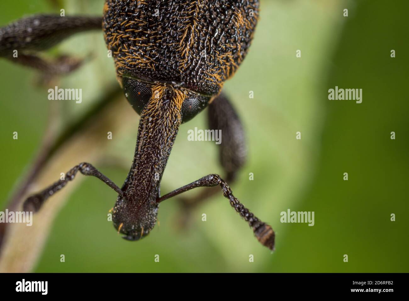Fir-tree weevil, Pine weevil, Large pine weevil (Hylobius abietis ...