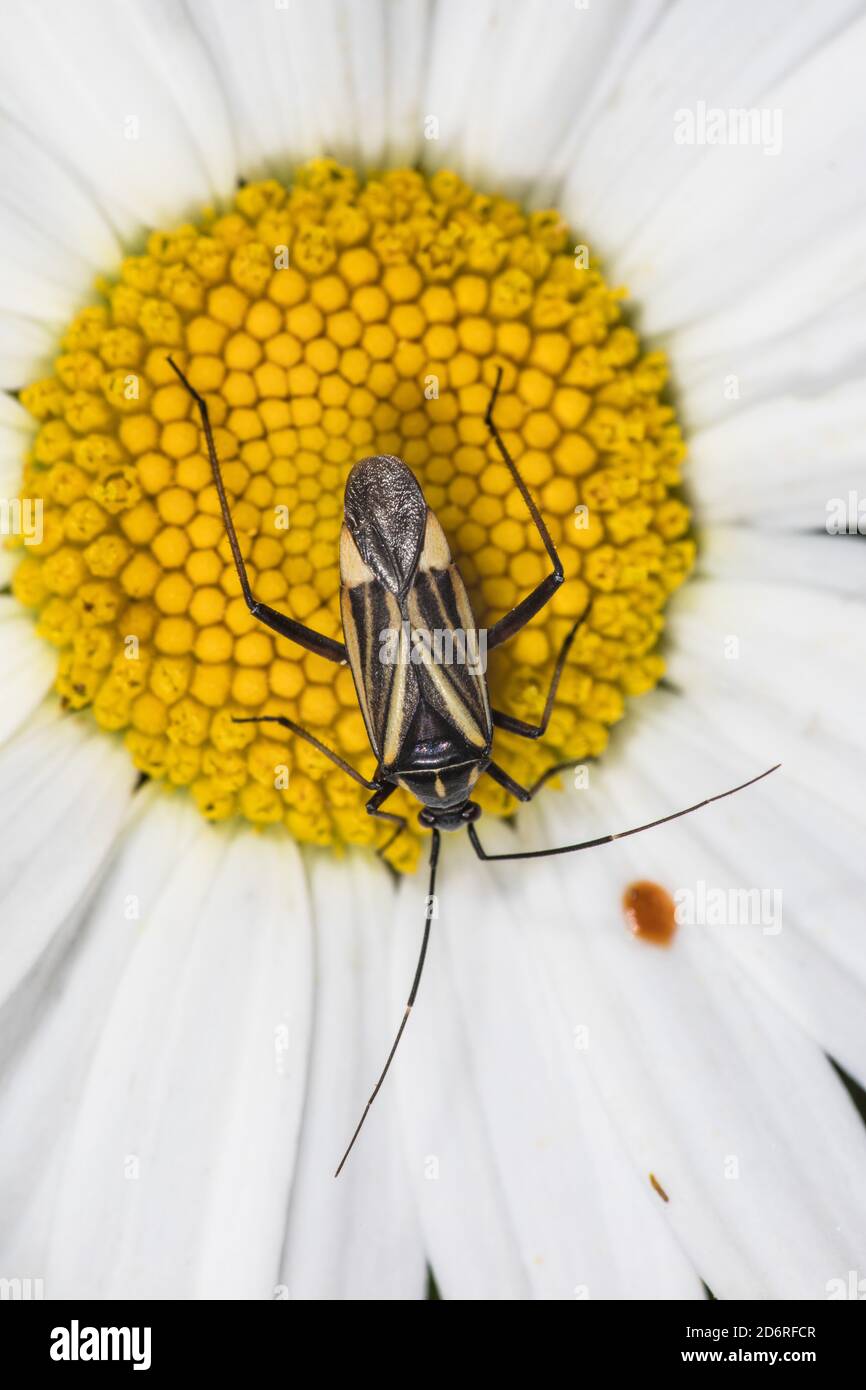 Capsid bugs (Brachycoleus decolor), sits on an ox-eye daisy, Germany ...