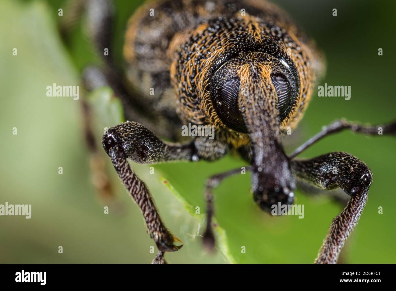 Weevils In Pine Trees