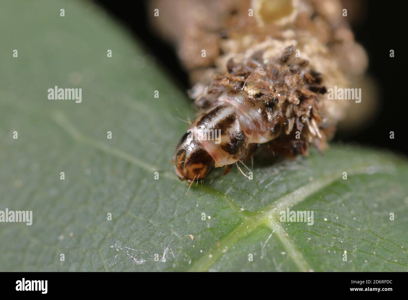 hairy sweep (Canephora hirsuta, Canephora unicolor, Psyche unicolor ...