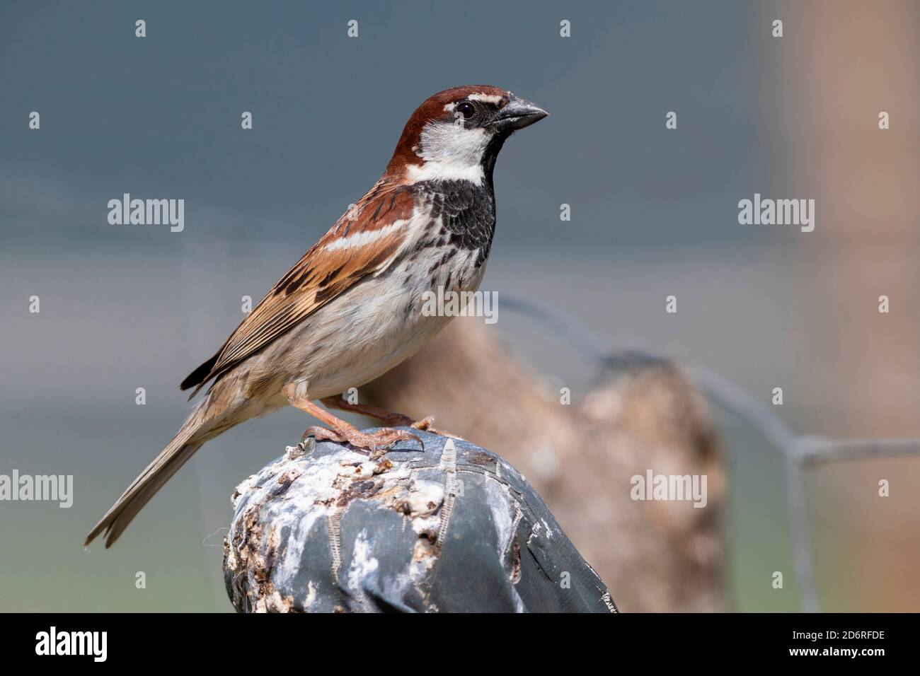 Italian sparrow, Cisalpine sparrow (Passer italiae), adult male perched ...