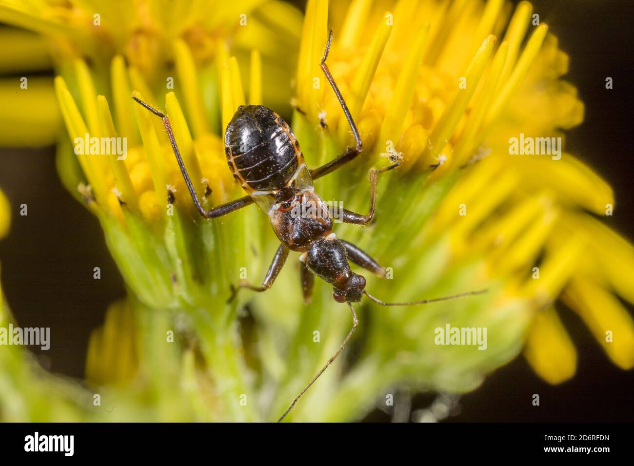 Ant Samsel bug (Himacerus mirmicoides, Aptus mirmicoides), on senecio ...