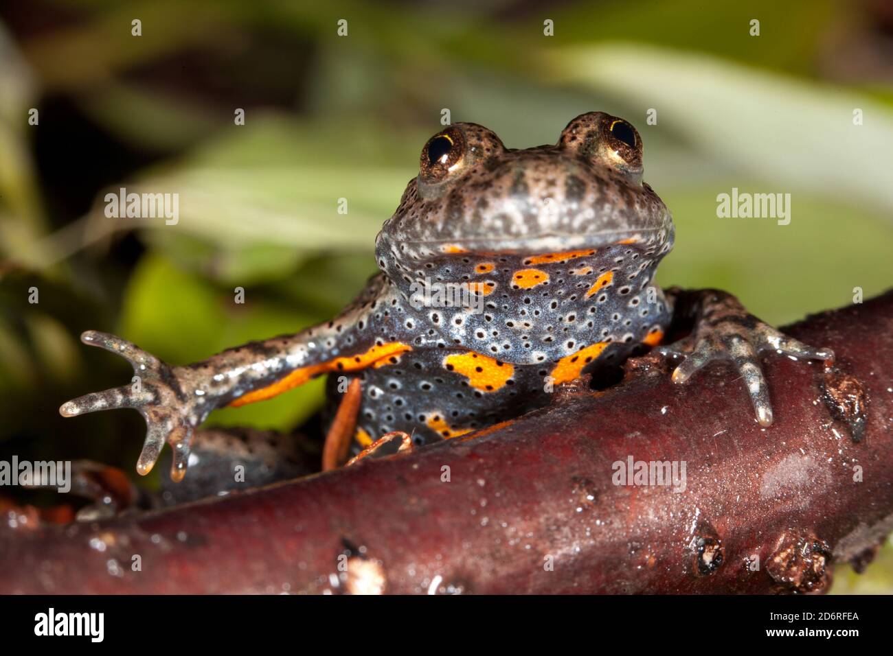 fire-bellied toad (Bombina bombina), sitting at a branch, front view ...