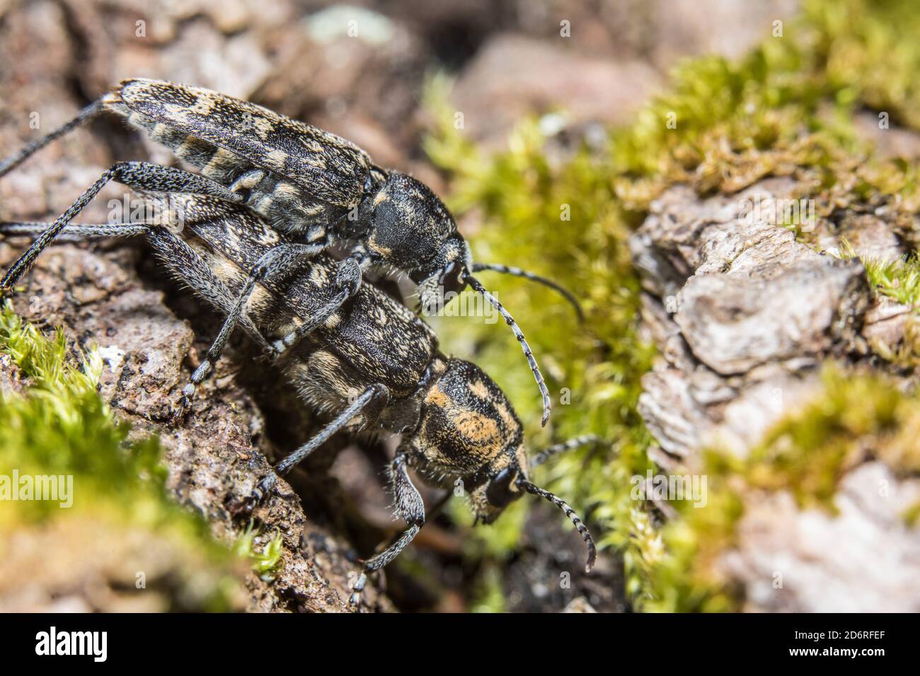 Zebra mating hi-res stock photography and images - Alamy