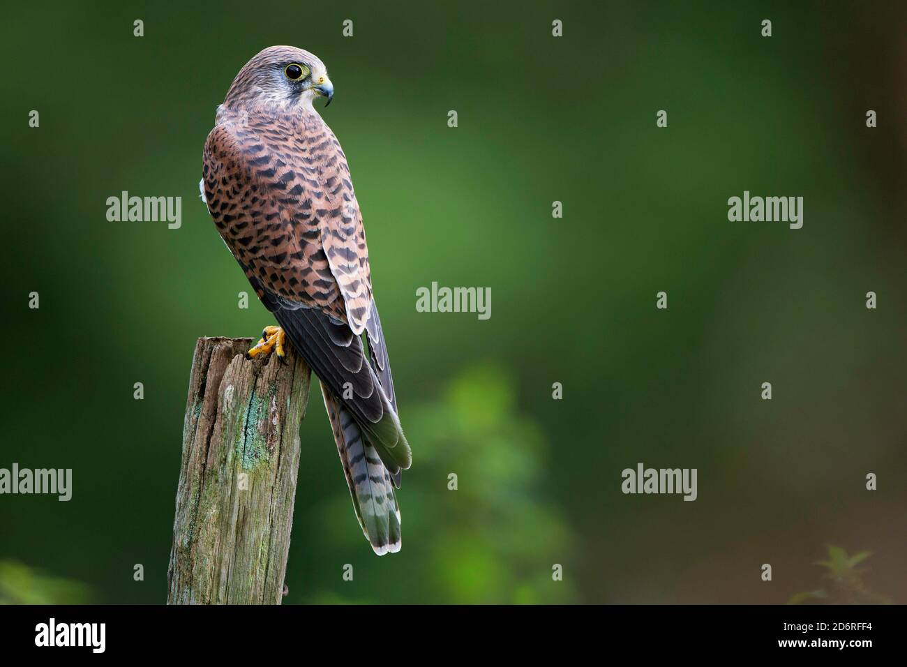 Wild british kestrel hi-res stock photography and images - Alamy