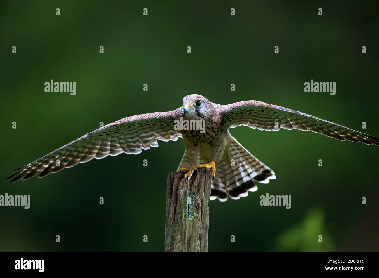 Kestrel wings hi-res stock photography and images - Alamy