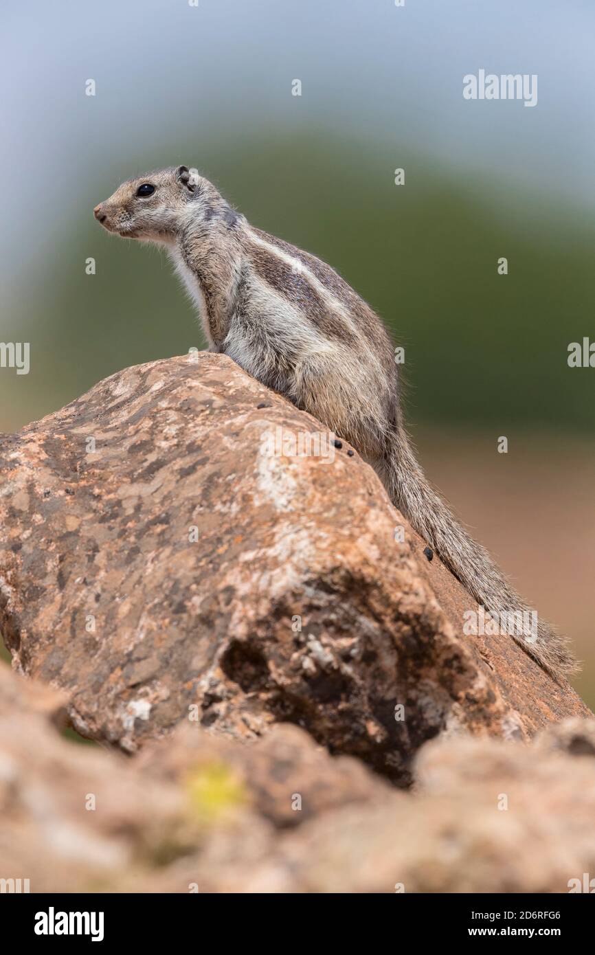 Moroccan squirrel hi-res stock photography and images - Alamy