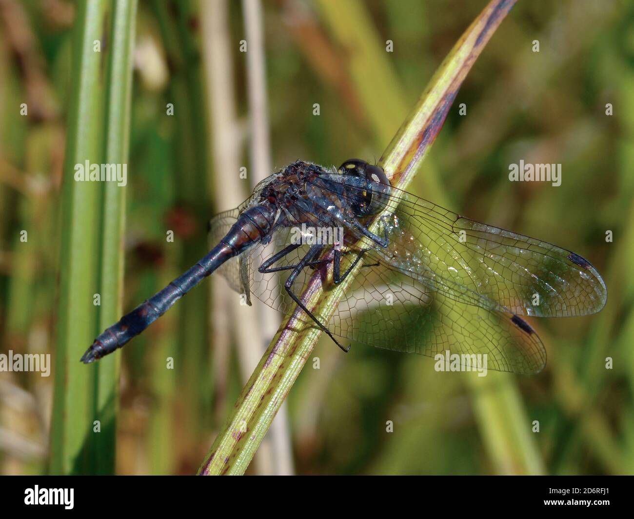 black sympetrum, black darter (Sympetrum danae), male, Germany Stock ...