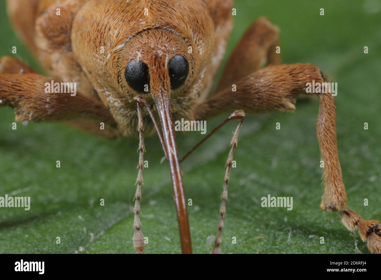 weevil (Curculio venosus), portrait, Germany Stock Photo - Alamy