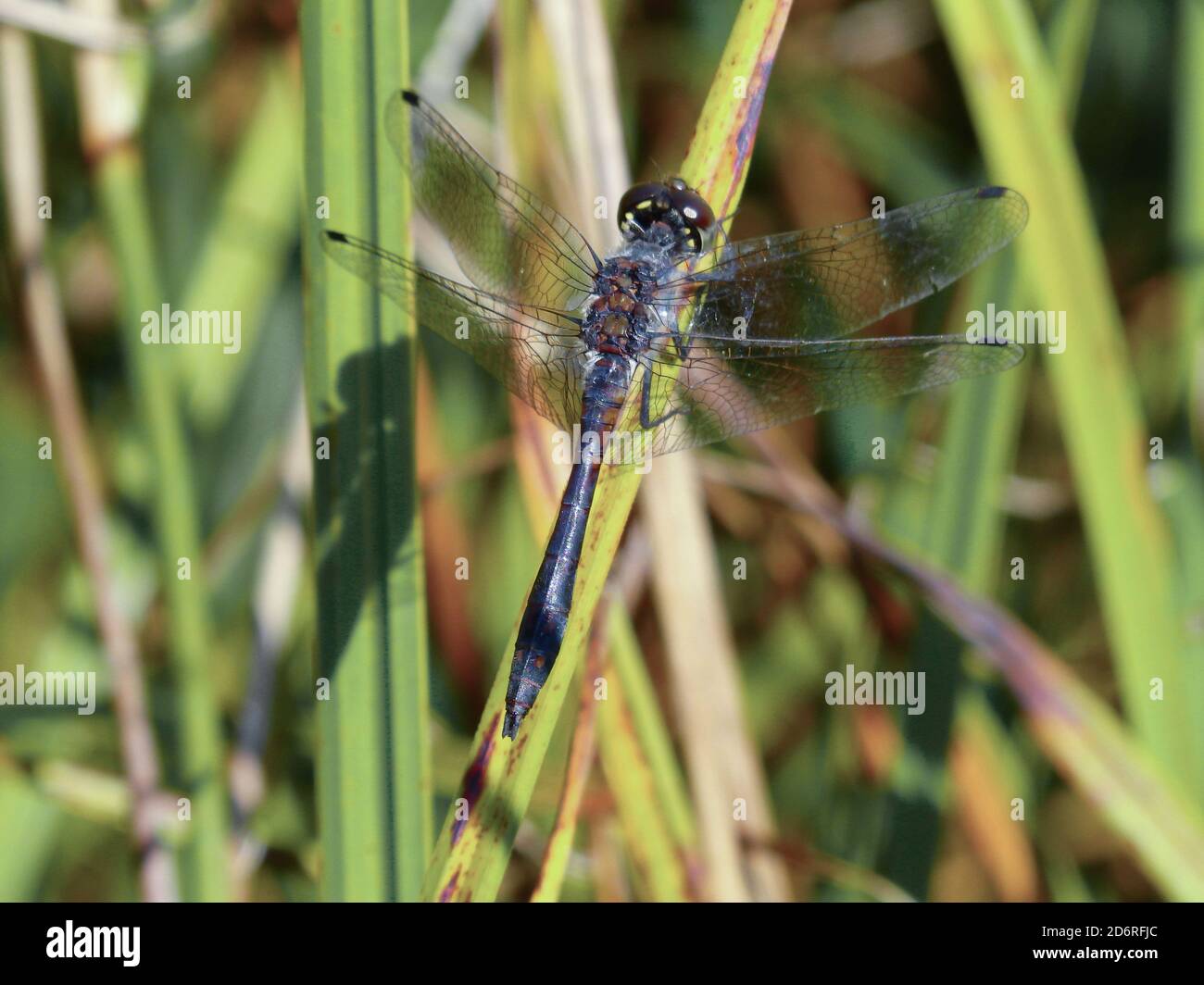 black sympetrum, black darter (Sympetrum danae), male, Germany Stock ...