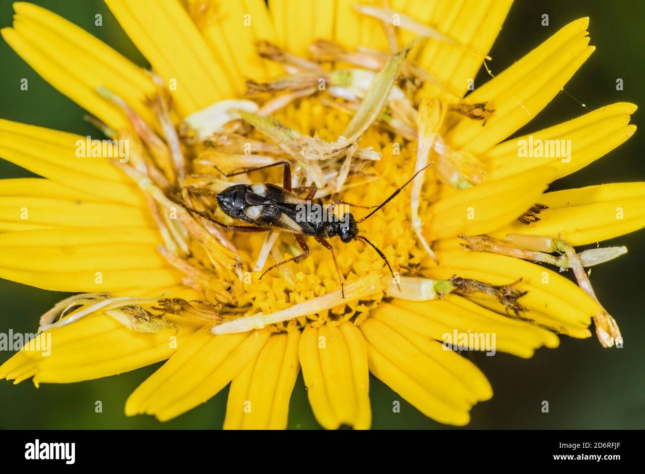 Capsid bugs (Alloeonotus fulvipes), female sits on a flower, Germany ...