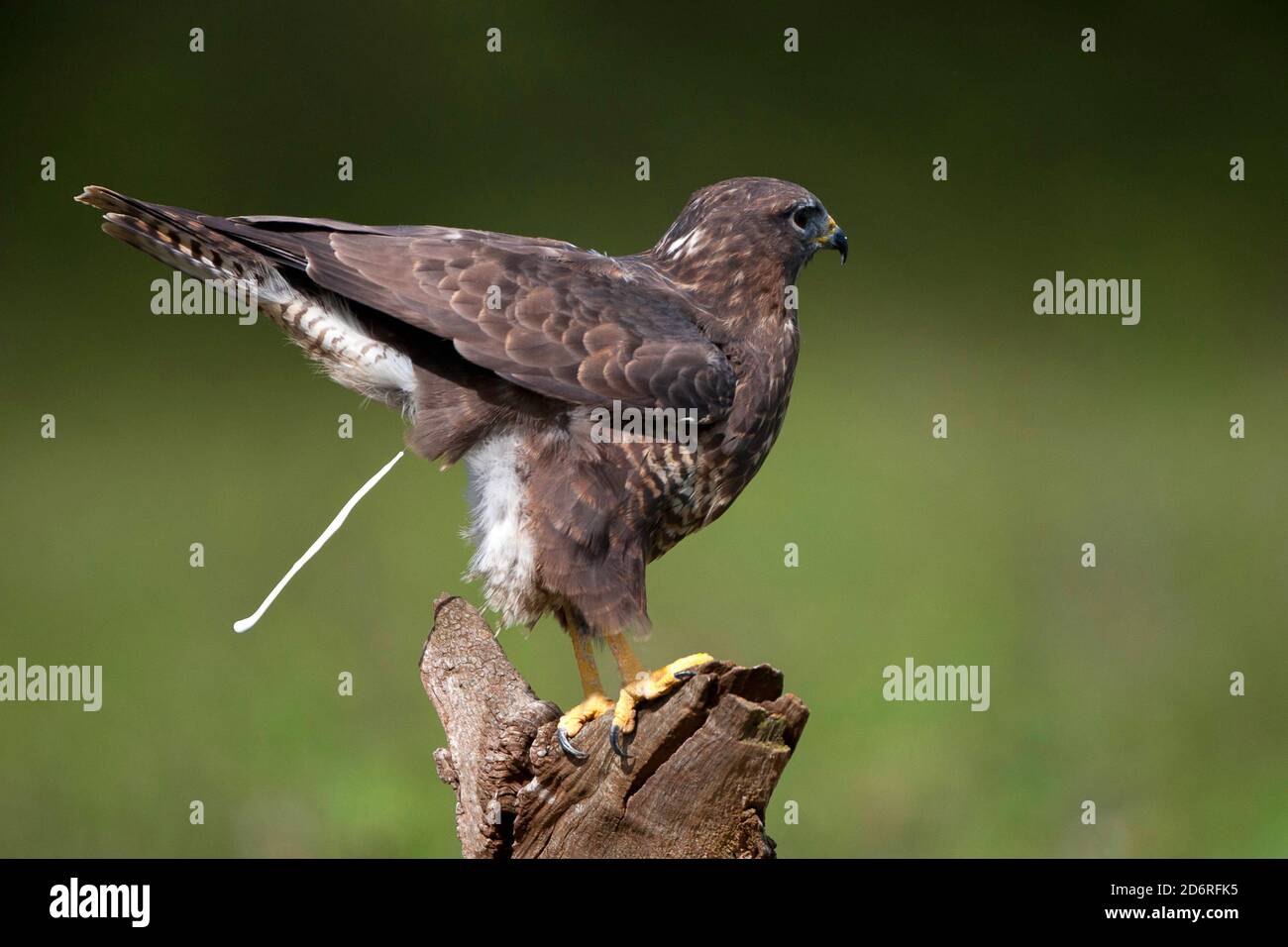 Eurasian buzzard (Buteo buteo), defecating on a lookout, side view ...