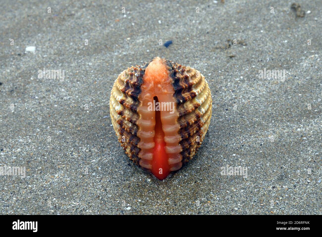 common cockle, common European cockle, edible cockle (Cardium edule ...