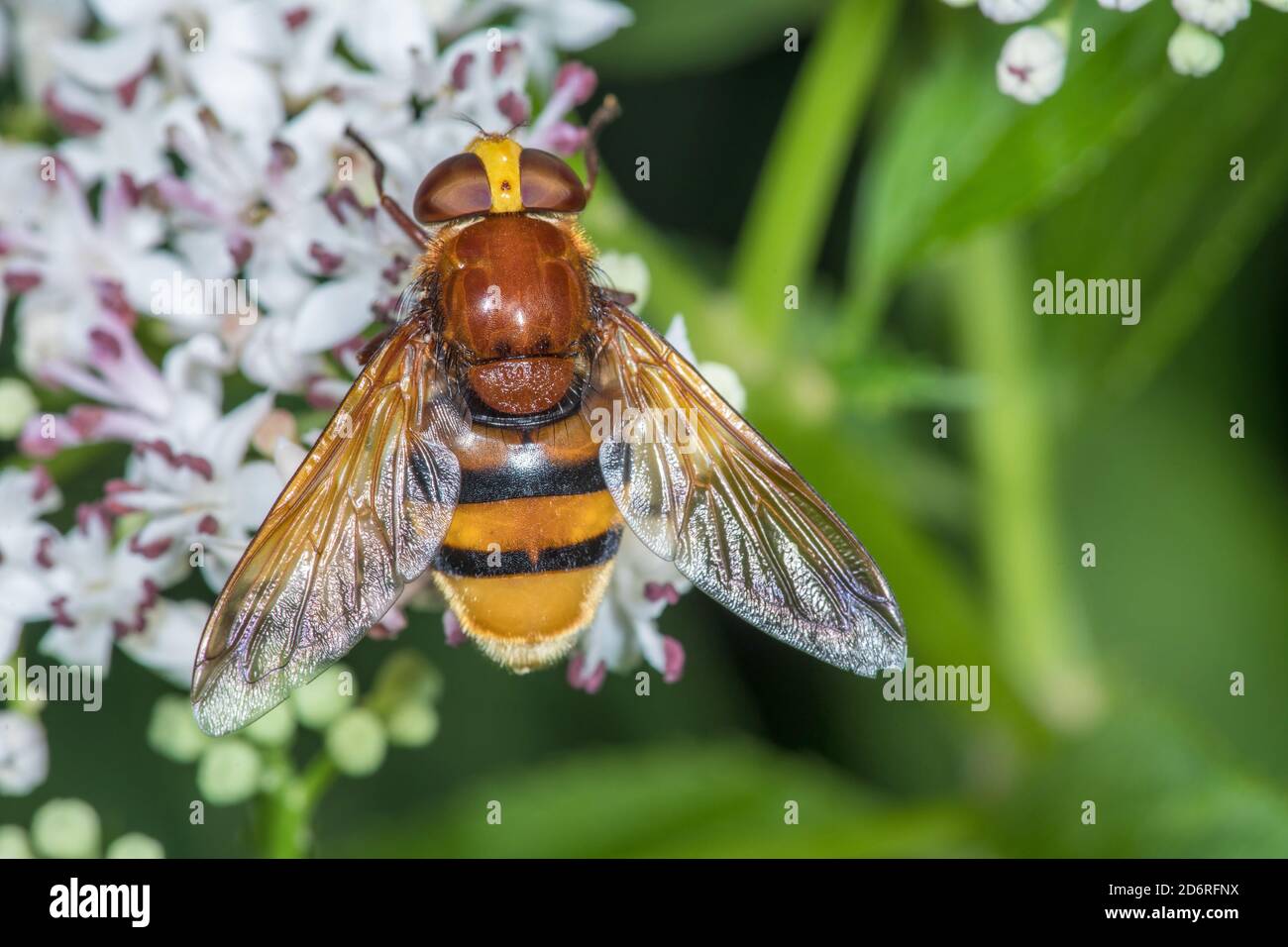 Hornet mimic hoverfly (Volucella zonaria, Volucella zonalis), sits on an inflorescence, Germany ...