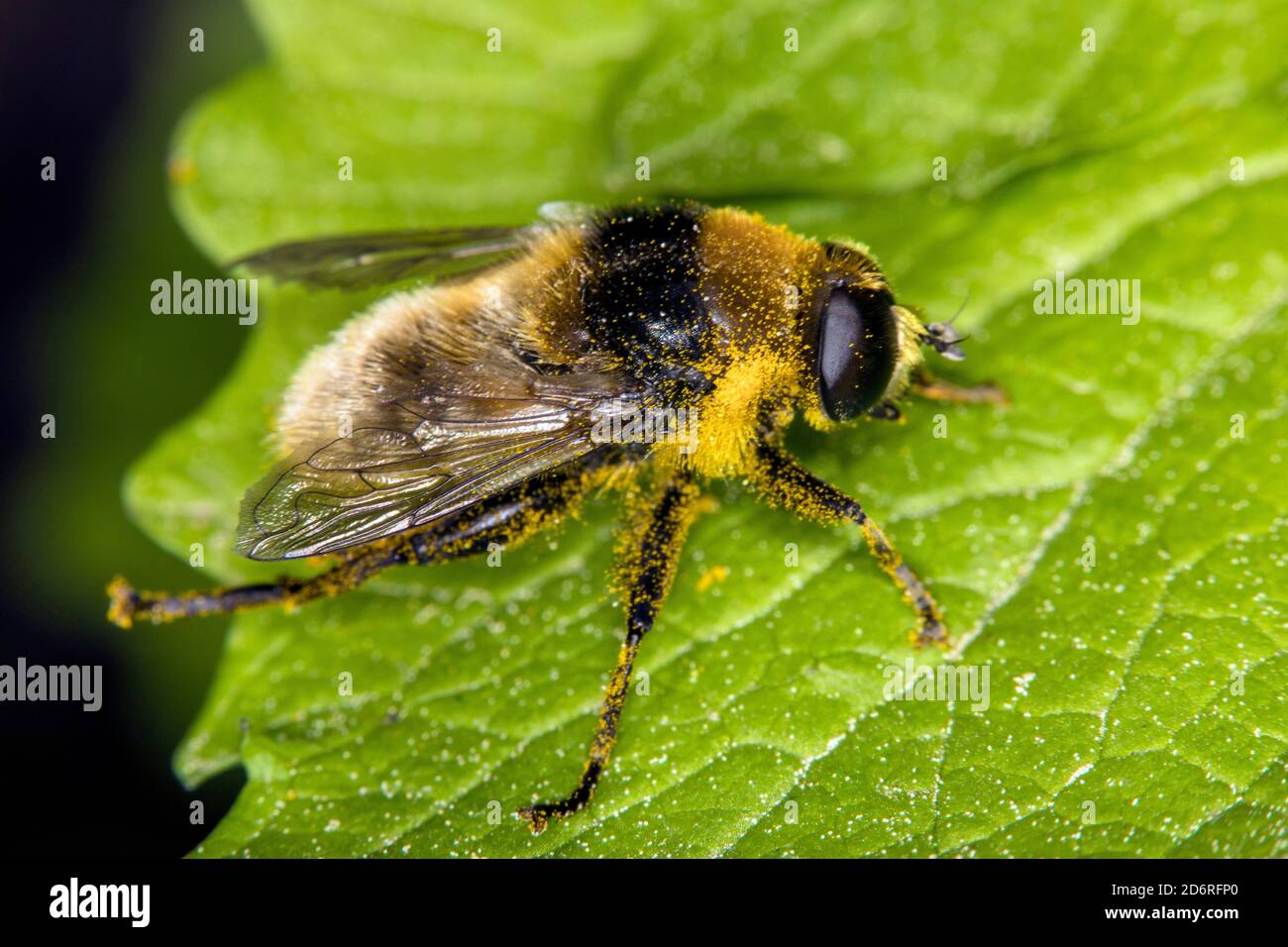 Large narcissus fly, Large bulb fly, Narcissus bulb fly (Merodon ...