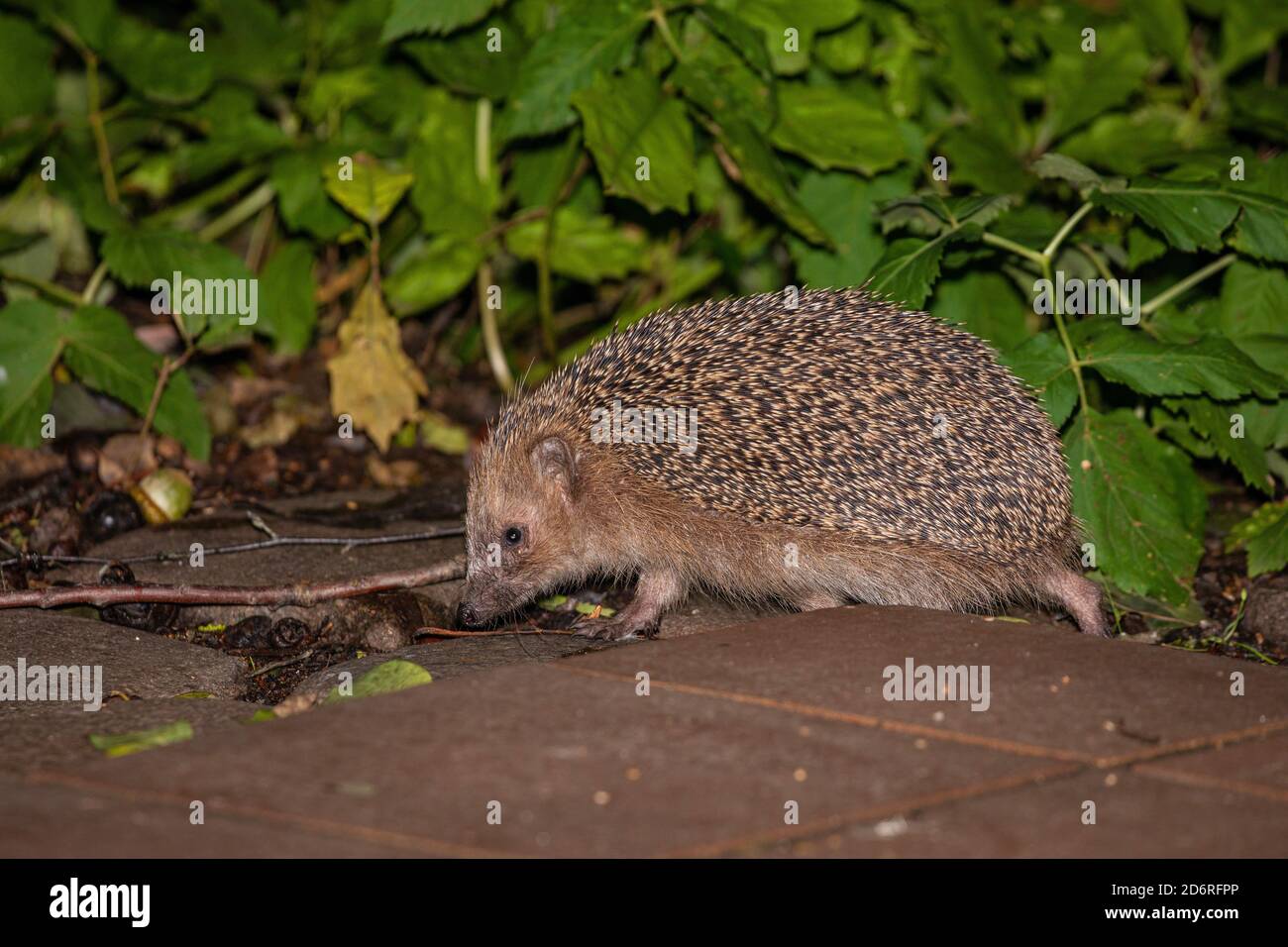 Western hedgehog, European hedgehog (Erinaceus europaeus), walks ...