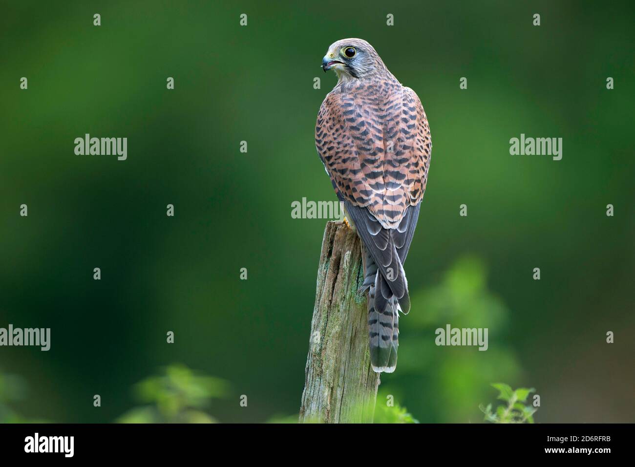 Common welsh animals hi-res stock photography and images - Alamy
