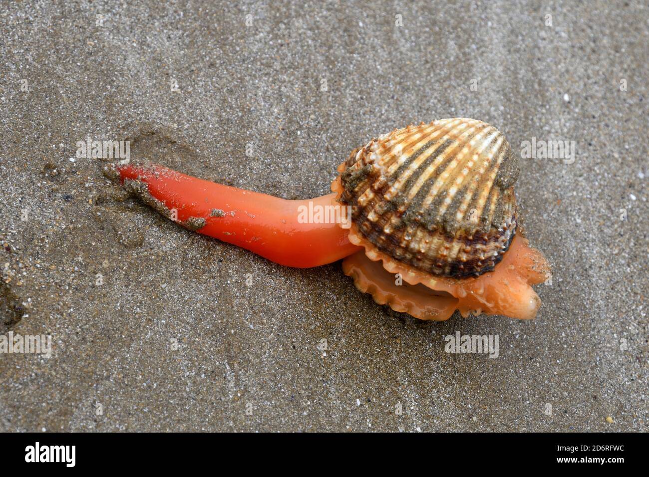 Eulamellibranch hi-res stock photography and images - Alamy