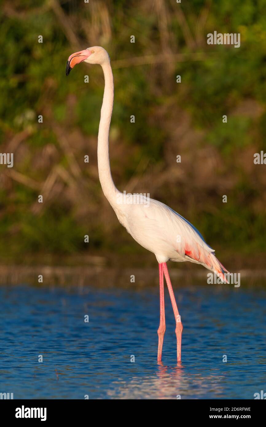 Greater flamingo side view hi-res stock photography and images - Alamy