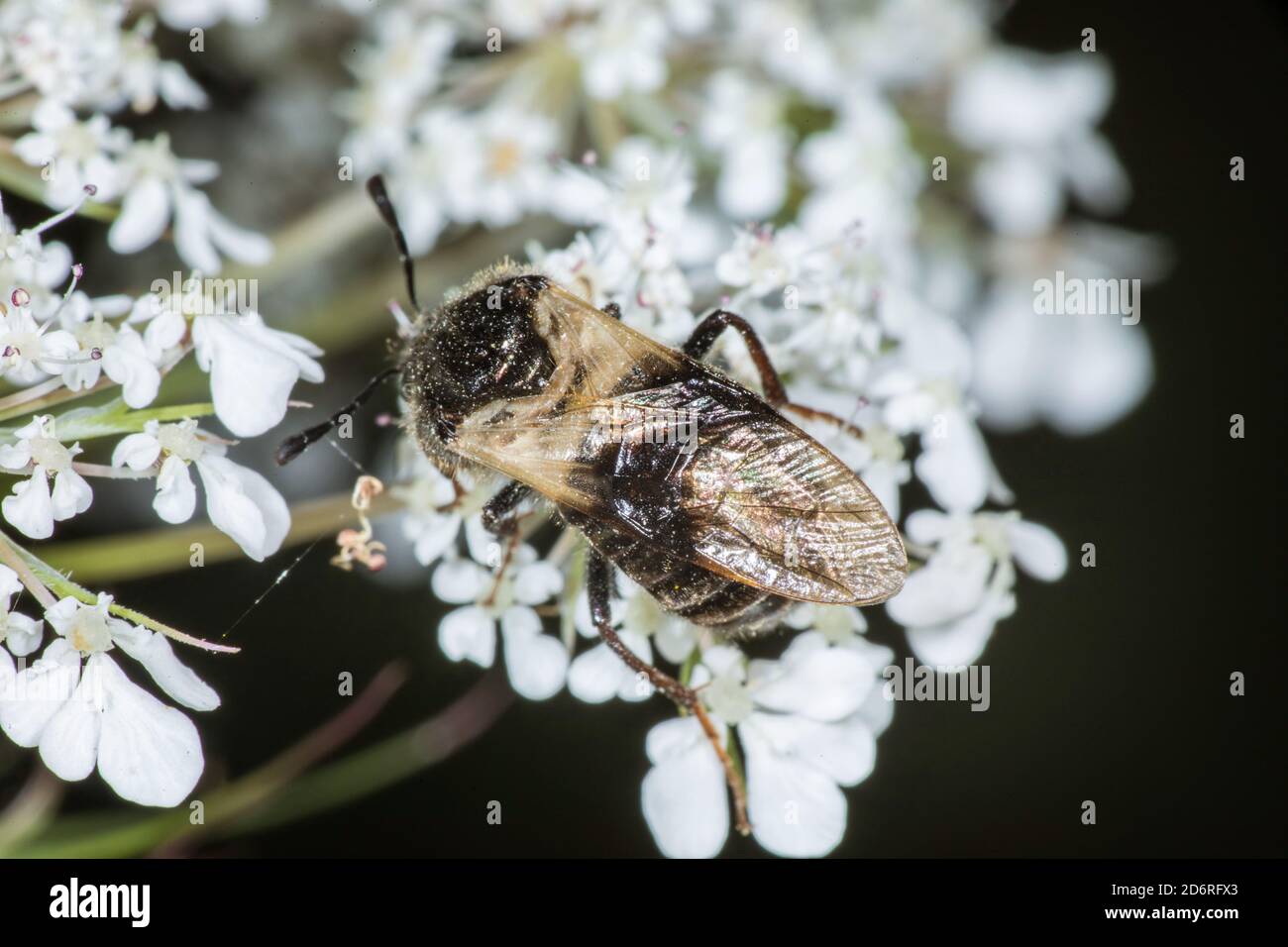 sawfly (Zaraea fasciata, Abia fasciata), on an inflorescence, Germany ...
