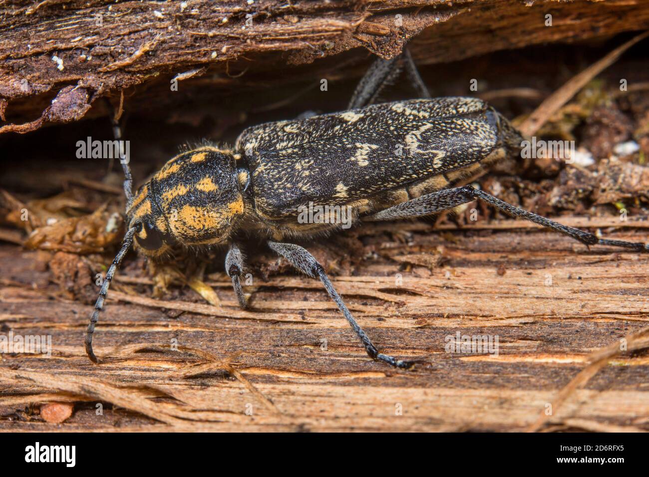 Aspen zebra beetle, Rustic borer (Xylotrechus rusticus, Rusticoclytus ...