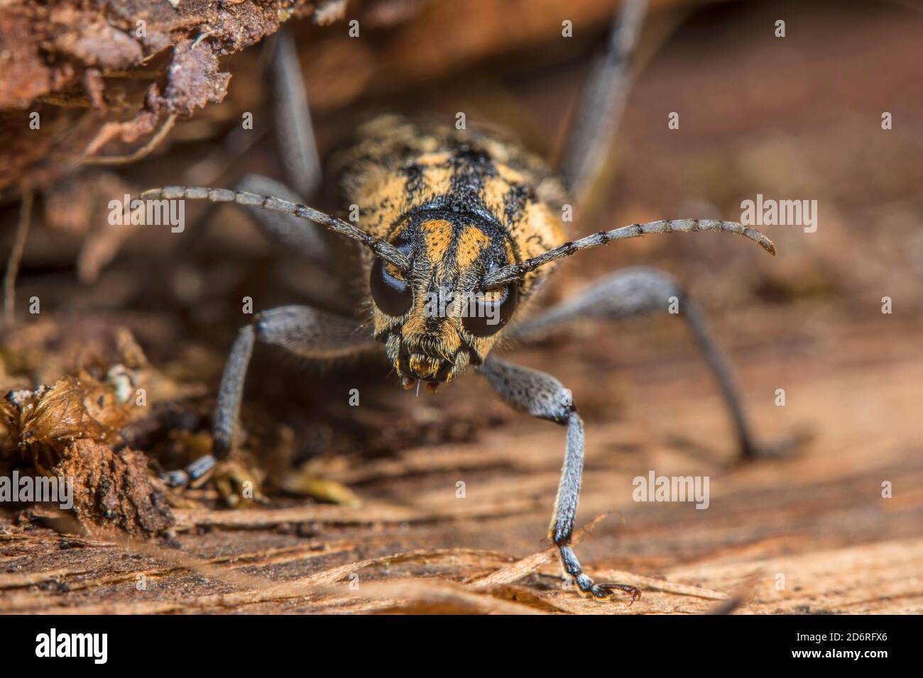 Aspen zebra beetle, Rustic borer (Xylotrechus rusticus, Rusticoclytus ...